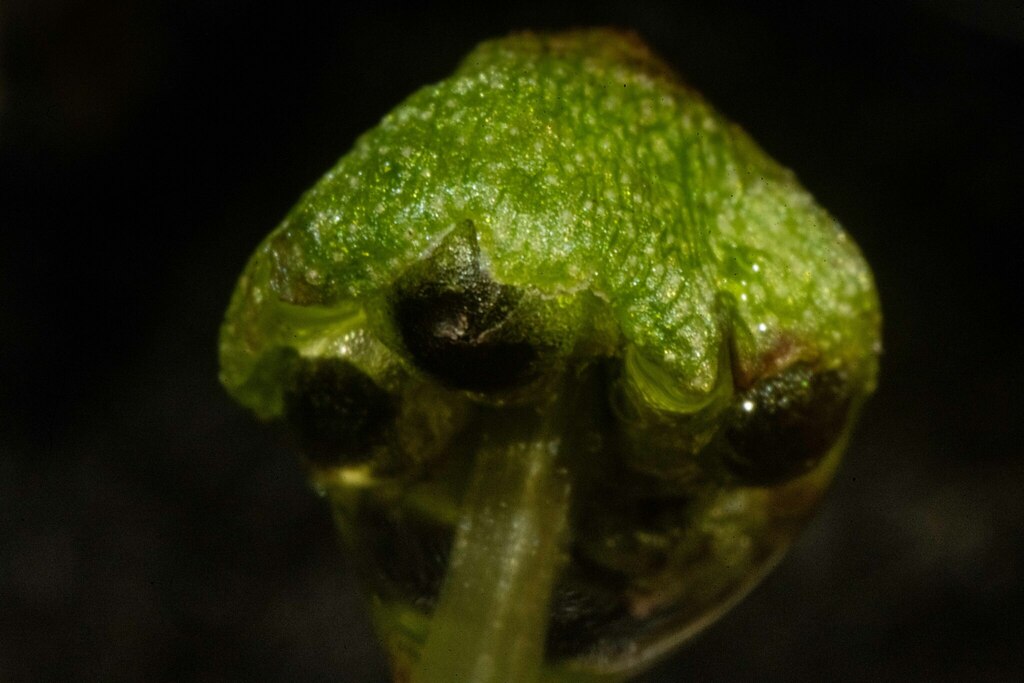Marchantia romanica from Yukon, Canada on July 19, 2022 at 09:46 AM by ...