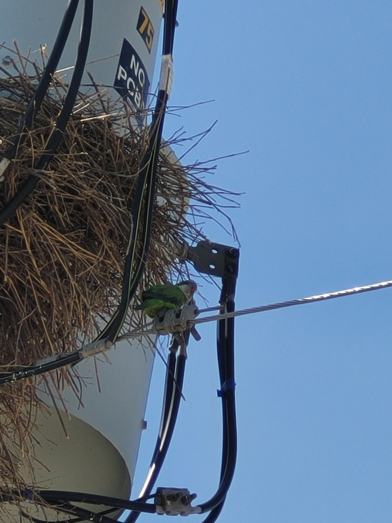 Monk Parakeet from Cameron/Broadmoor, Austin, TX 78723, USA on July 21 ...
