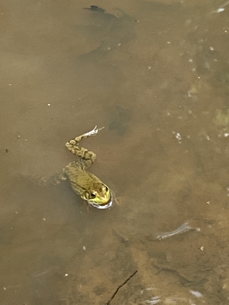 Green Frog from Arnold, MD, US on July 21, 2022 at 01:34 PM by ...