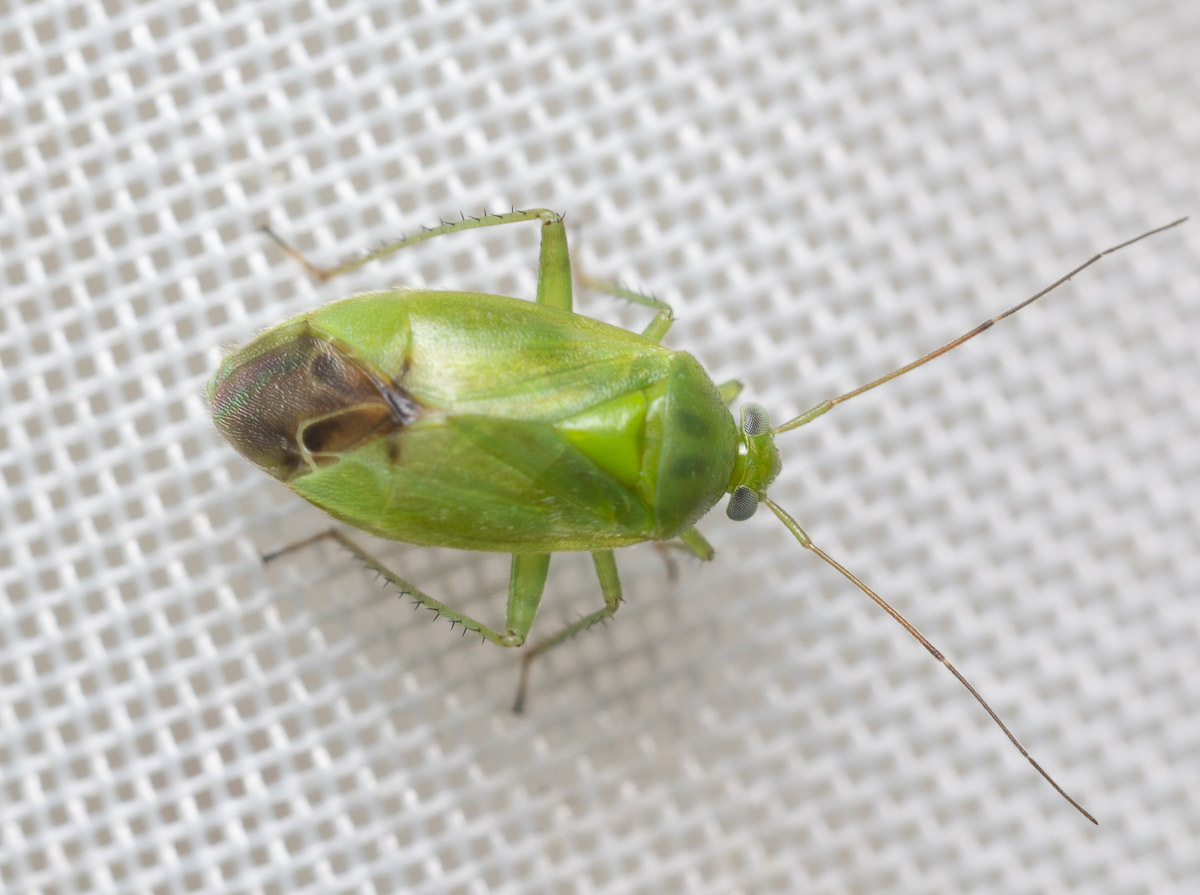 Apolygus lucorum (Meyer-Dur, 1843)