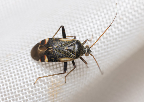 Polymerus palustris · iNaturalist United Kingdom