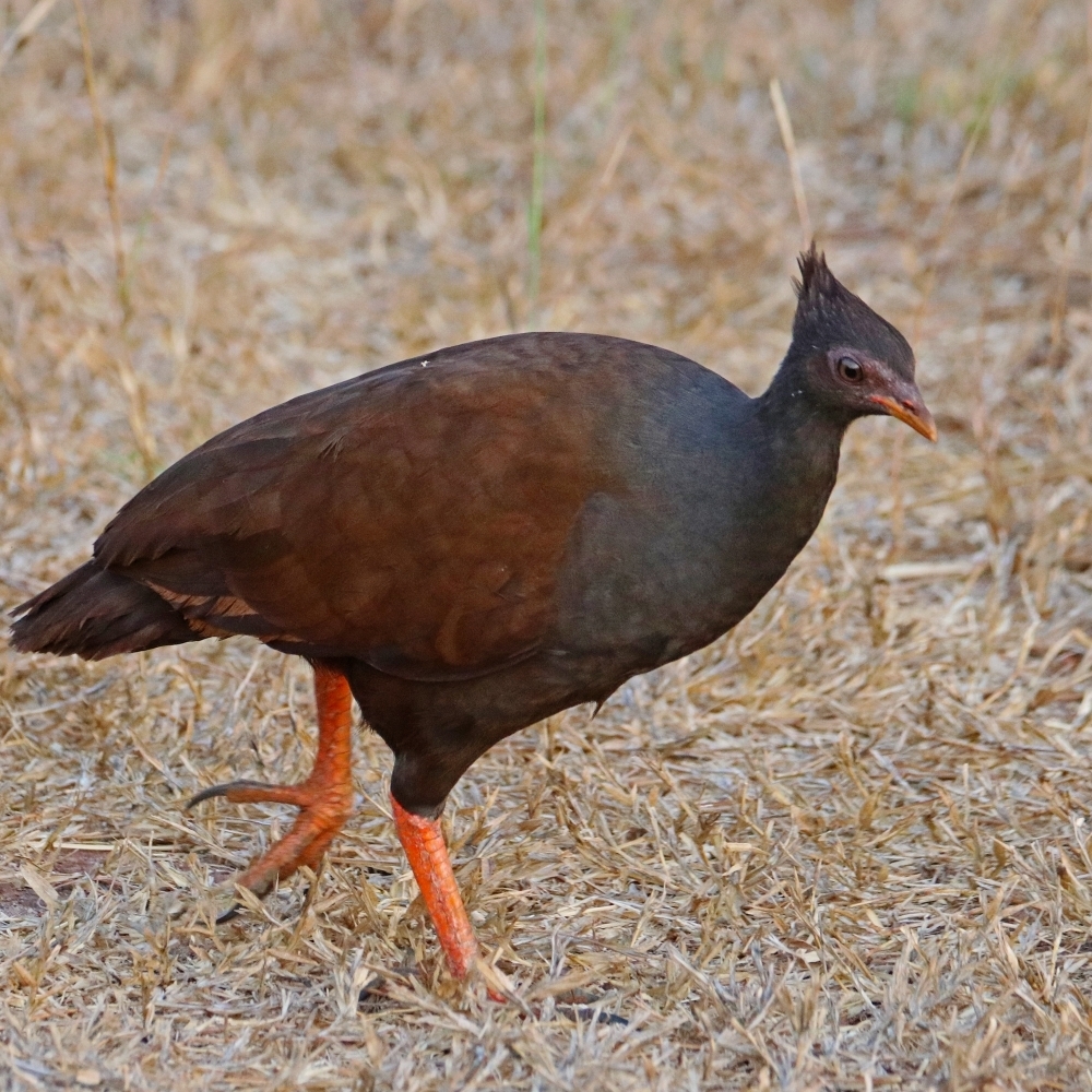 Megapodes (Megapodiidae) - Avian Discovery