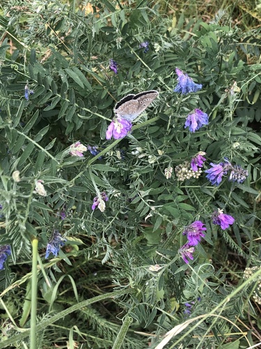 Observaciones de evami · iNaturalist Mexico