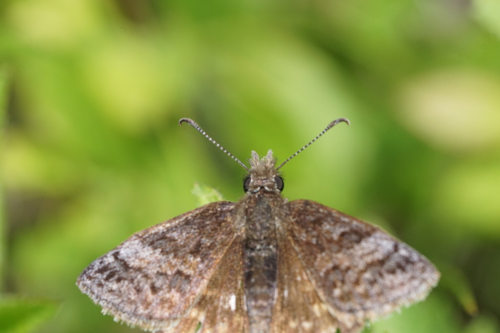 Dreamy Duskywing (Vineyard Duskywings: the Genus Erynnis on Martha's ...