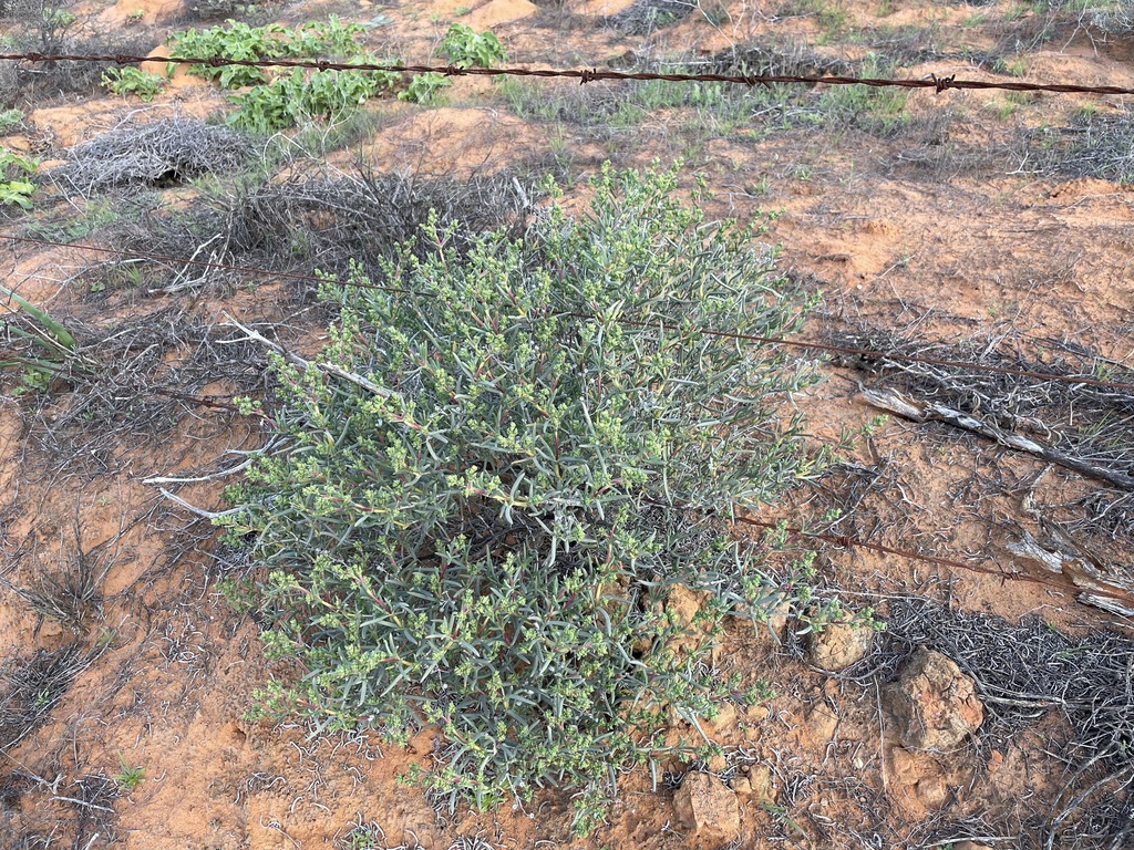 Ruschia floribunda from West Coast DC, South Africa on July 19, 2022 at ...
