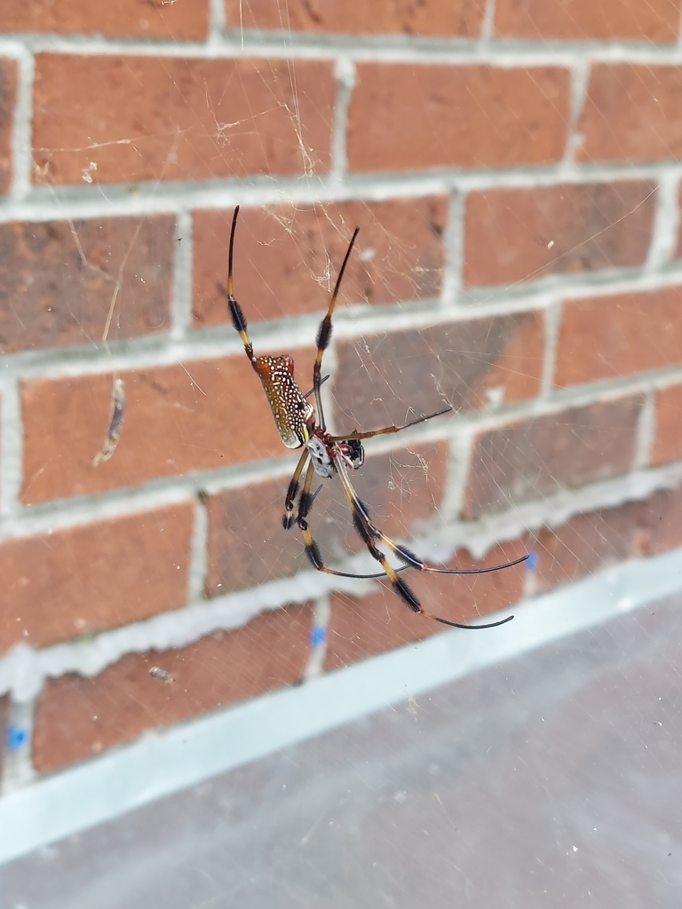 Golden Silk Spider from Columbia, SC 29209, USA on July 21, 2022 at 11: ...