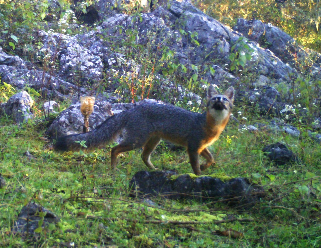 Gray Fox in November 2021 by Los Marmoles · iNaturalist