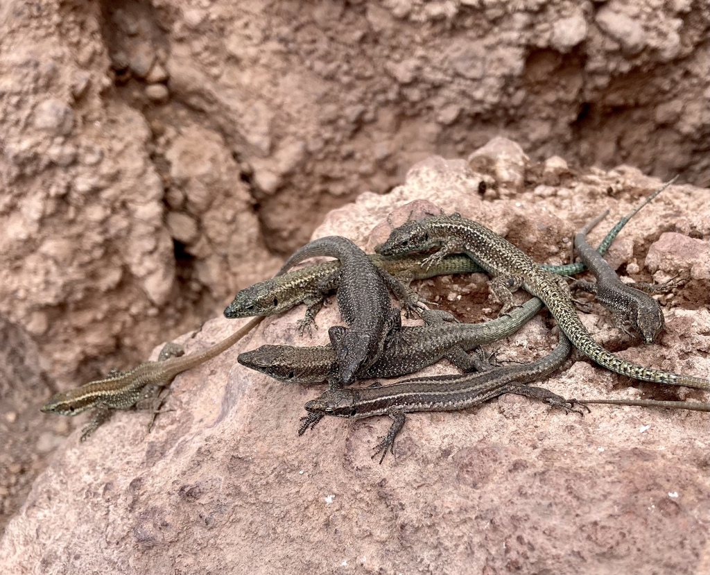 Madeira Lizard (Madeira) from Madeira, Portugal on July 21, 2022 at 09: ...