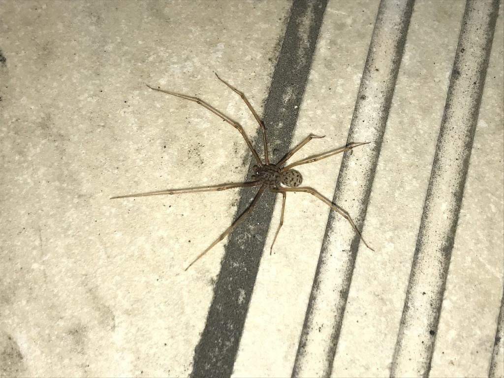 Common Spitting Spider from 日の出町, 松山市, 愛媛県, JP on May 29, 2022 at 10:01 ...