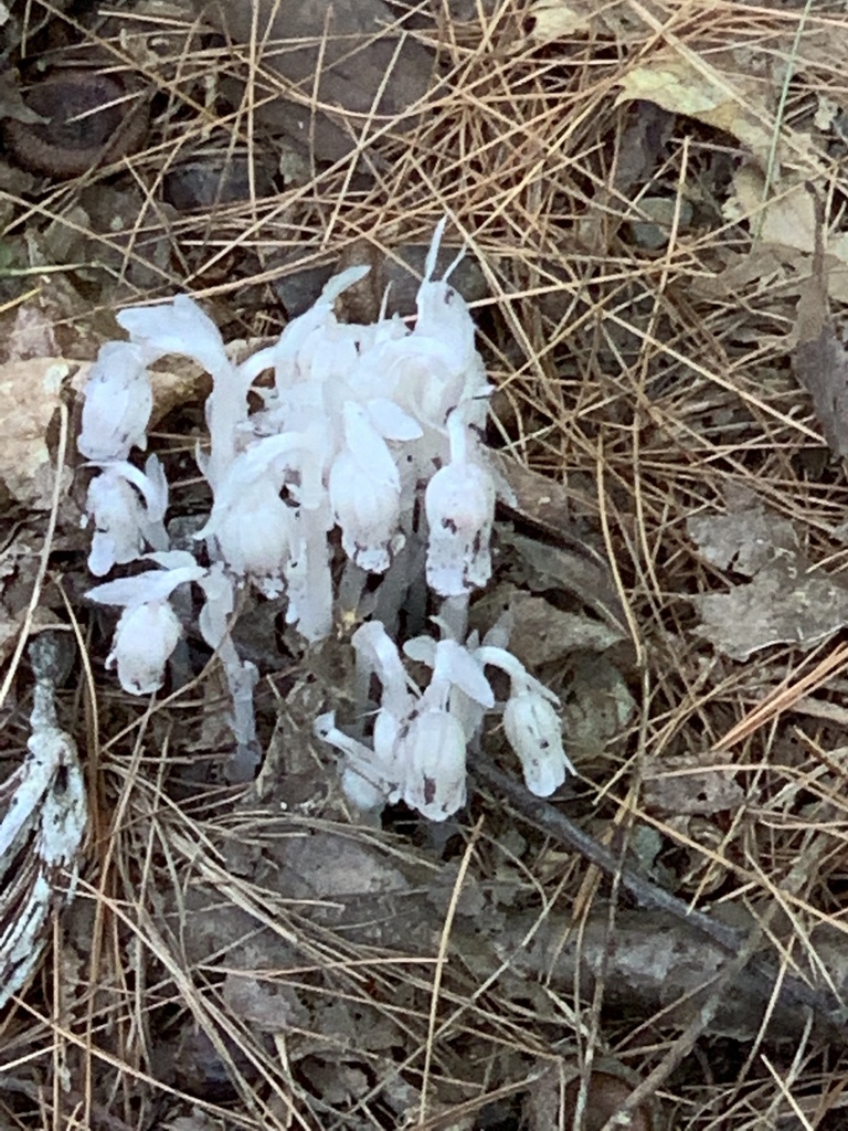 Ghost Pipe from Windham County, US-VT, US on July 21, 2022 at 11:28 AM ...
