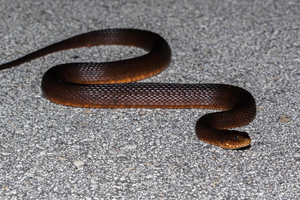 Mangrove Saltmarsh Snake (Nerodia clarkii compressicauda) - Snakes and ...