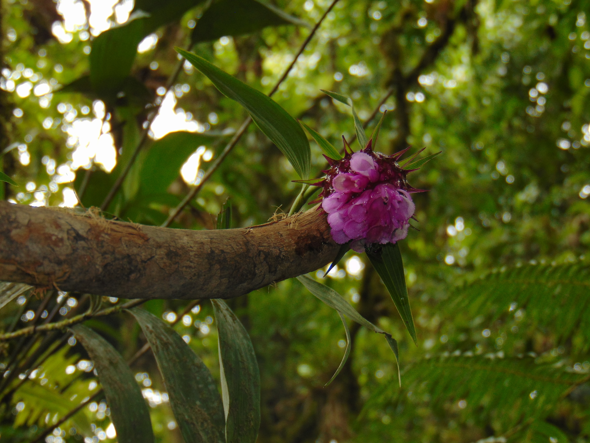 Elleanthus capitatus (Poepp. & Endl.) Rchb.f.