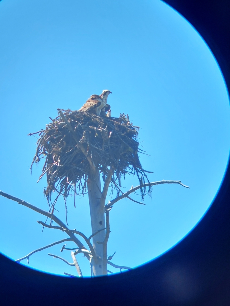 Osprey from Colville, WA 99114, USA on July 20, 2022 at 12:55 PM by ...