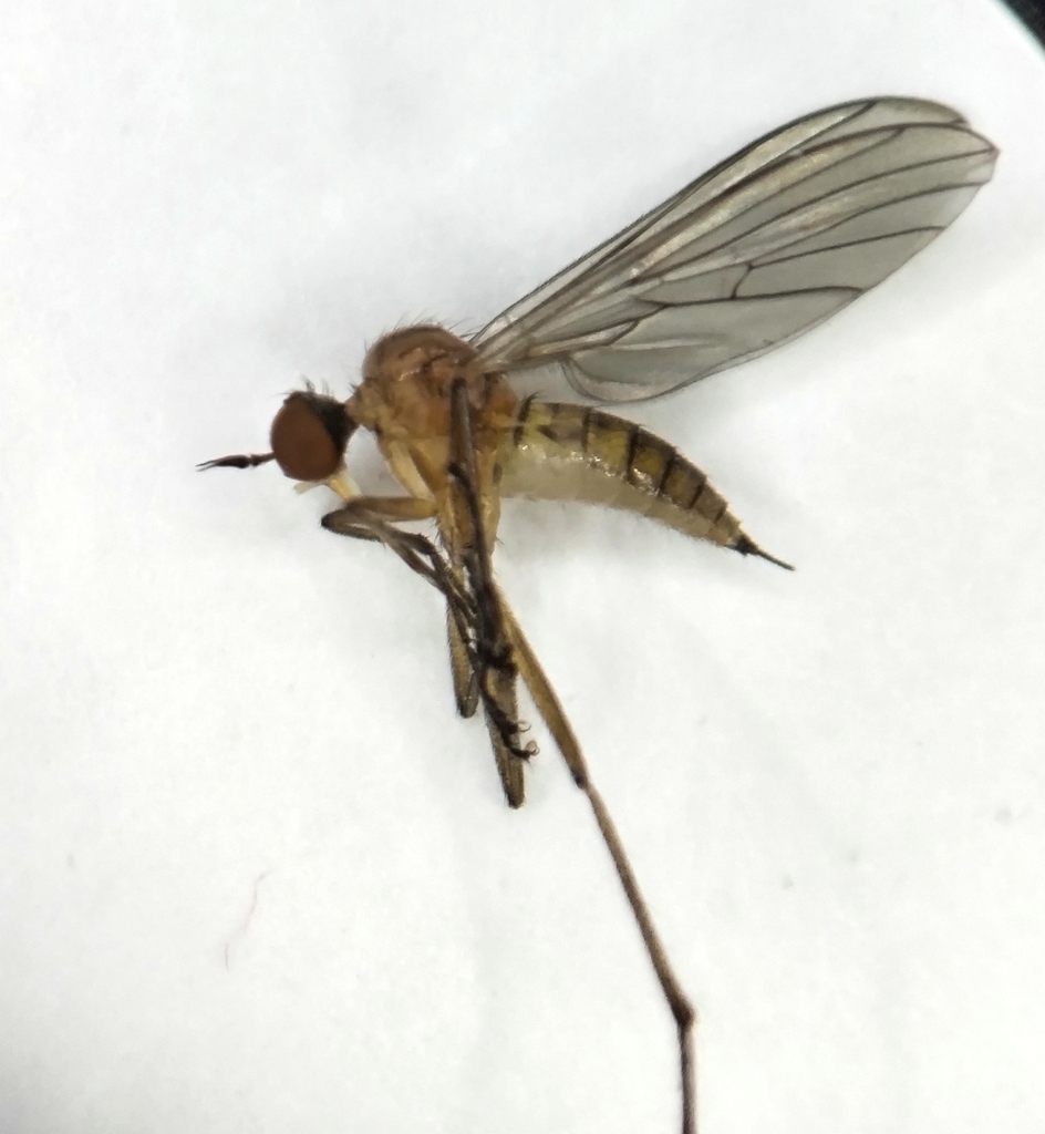 Rhamphomyia sciarina from 91910 Liminka, Suomi on July 21, 2022 at 06: ...