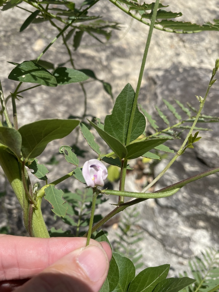 trailing fuzzy-bean from US-290 W, Burton, TX, US on July 21, 2022 at ...