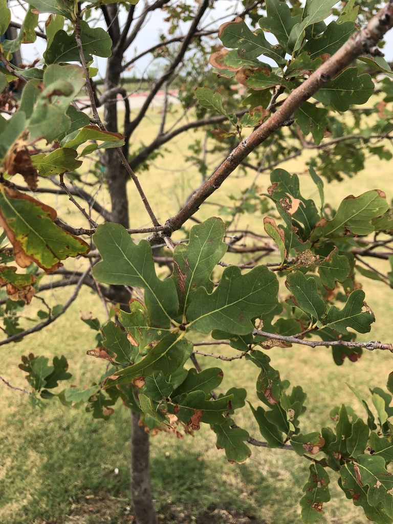 Lacey Oak from W Moore St, Sherman, TX, US on July 21, 2022 at 05:13 PM ...