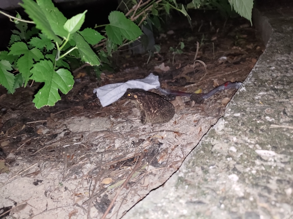Asian Common Toad from 824台灣高雄市燕巢區阿公店森林公園 on July 22, 2022 at 04:28 AM ...