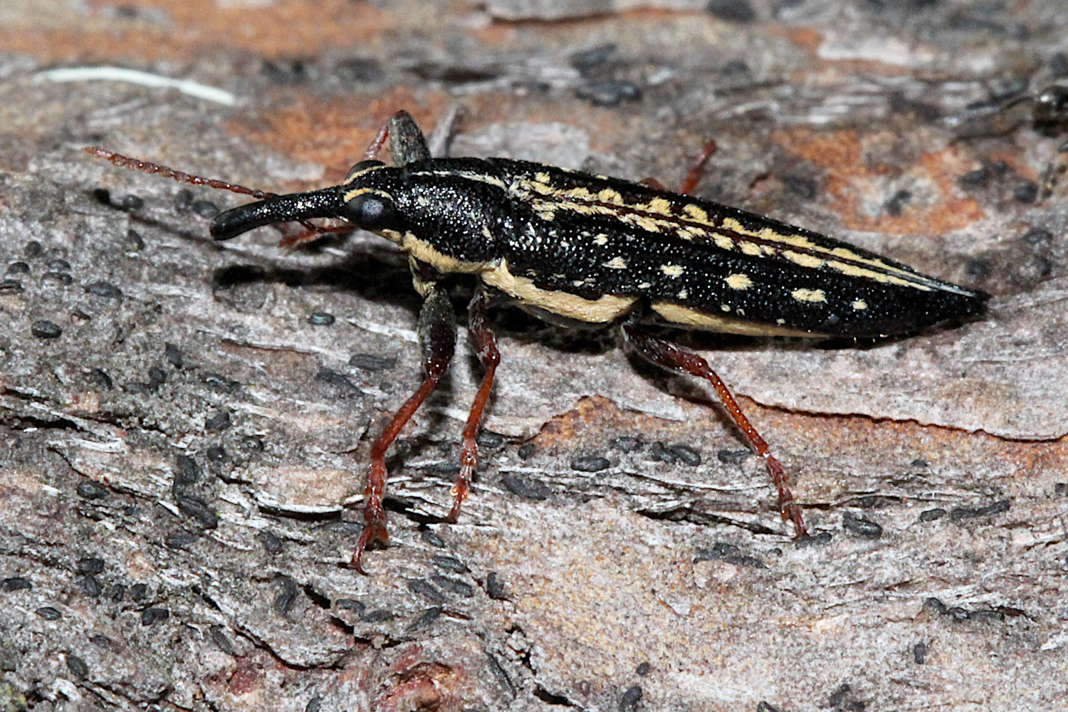 Are there wevils to be found? : r/weeviltime