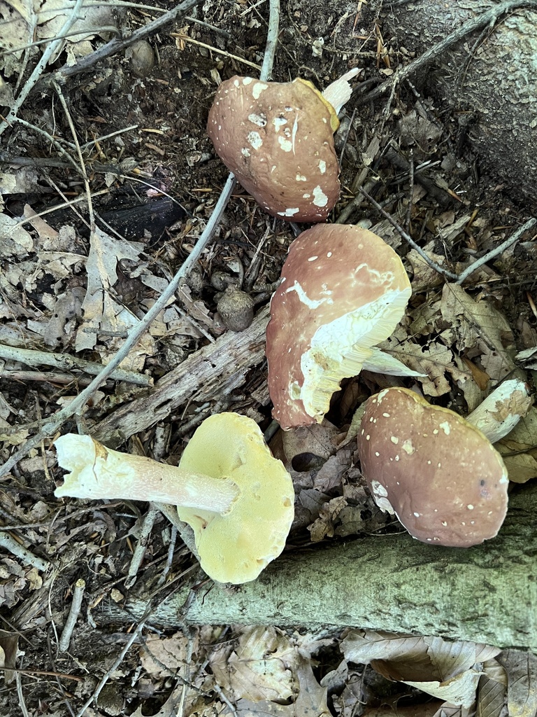 Xanthoconium in July 2022 by Brian Hunt · iNaturalist