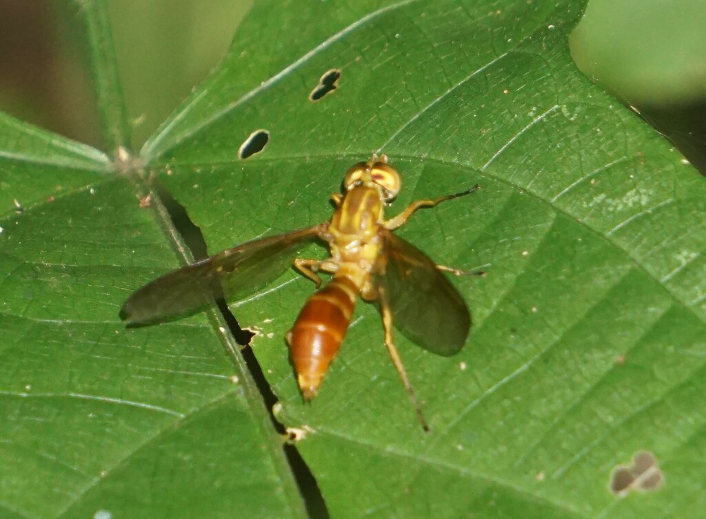 Ptecticus extensipes from Villanueva, Honduras on July 21, 2022 at 03: ...