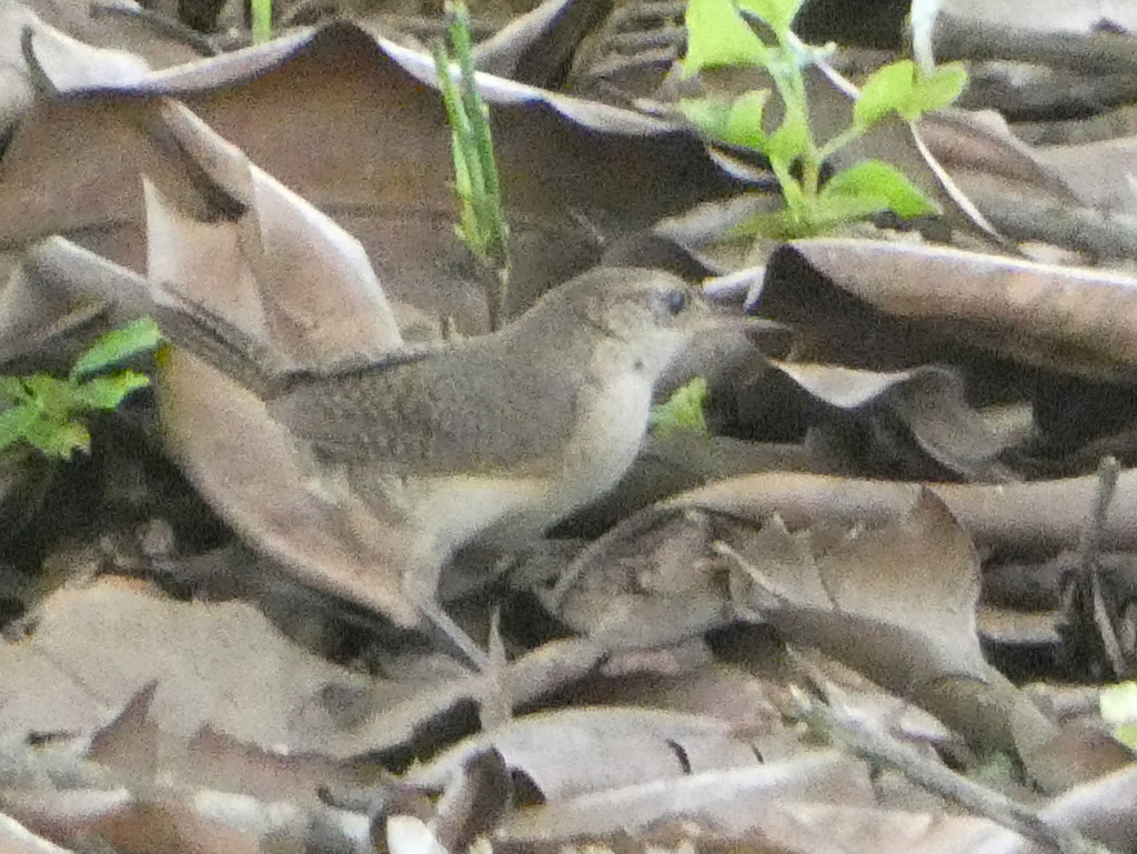 House Wren from Panama on July 21, 2022 by Christopher Rustay. Weird to ...