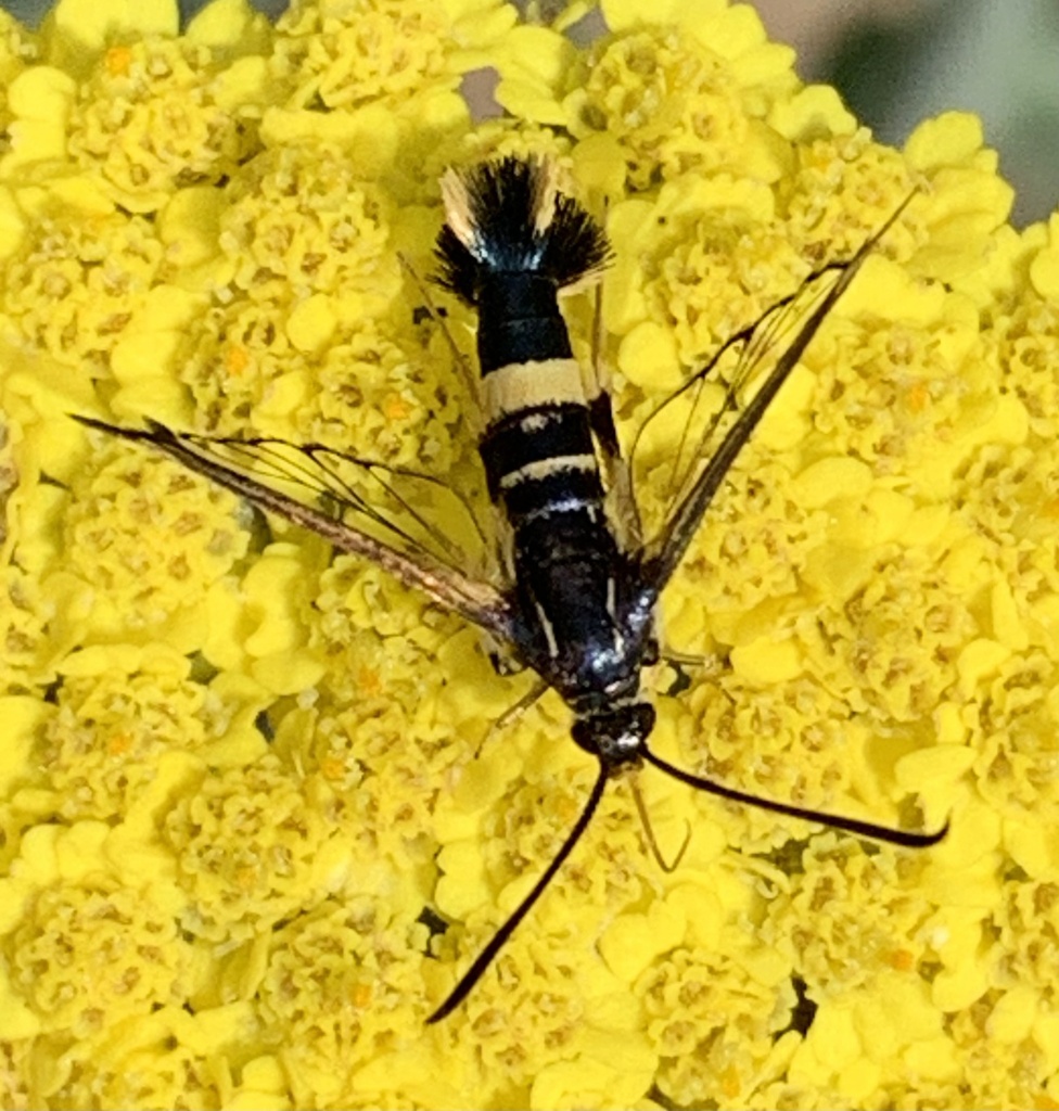 Dogwood Borer Moth from Marcy Park, Highlands Ranch, CO, US on July 21 ...