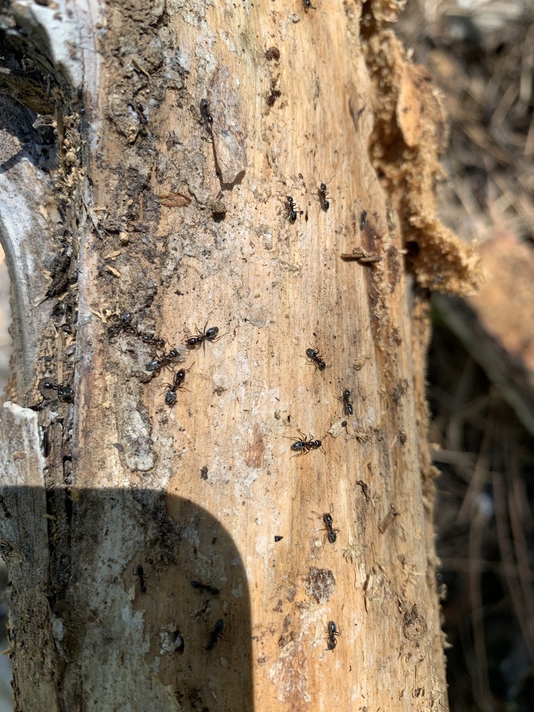 Mourning Tree Ant from Nevada City, CA, US on July 15, 2022 at 02:27 PM ...