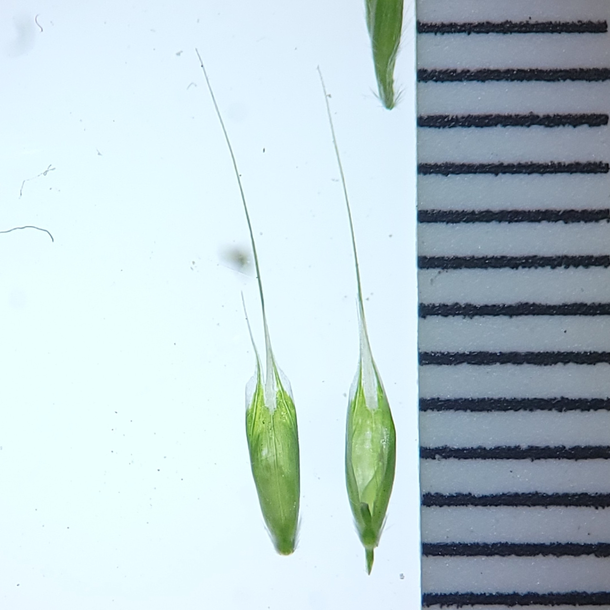 Danthonia compressa Austin