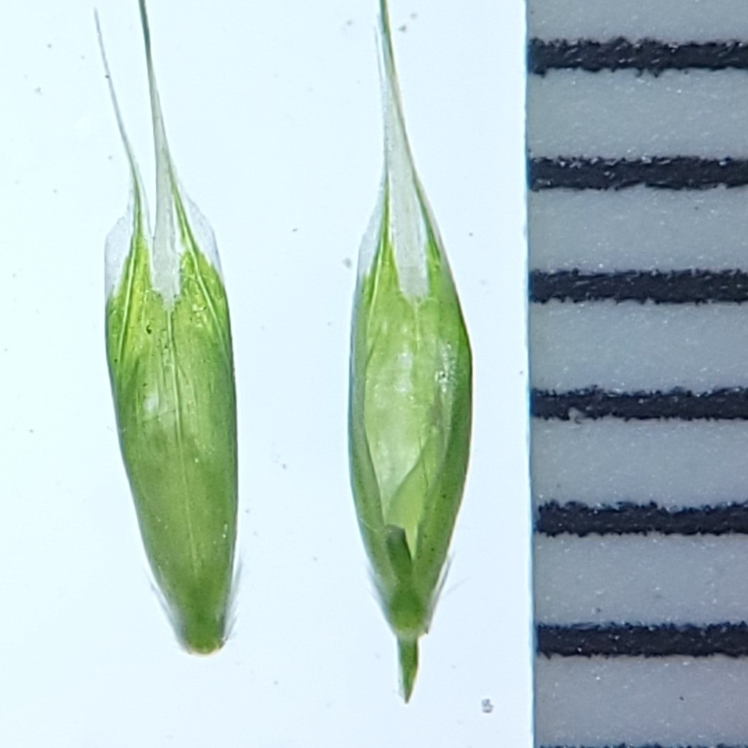 Danthonia compressa Austin