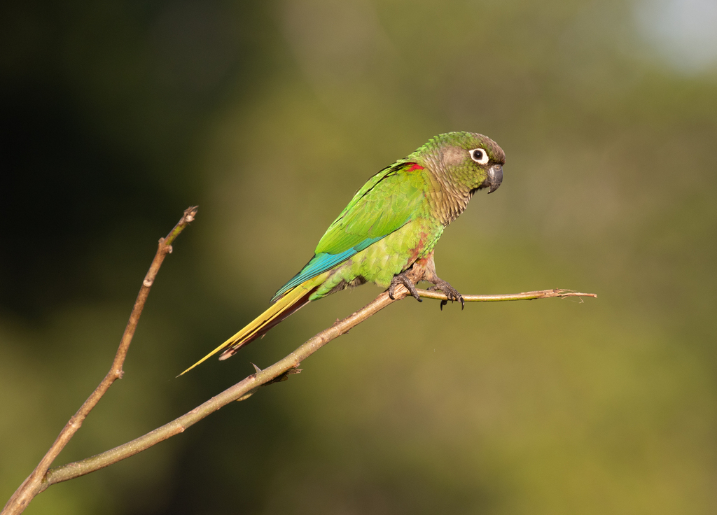 Blaze-winged Parakeet in June 2022 by Robin Gwen Agarwal · iNaturalist