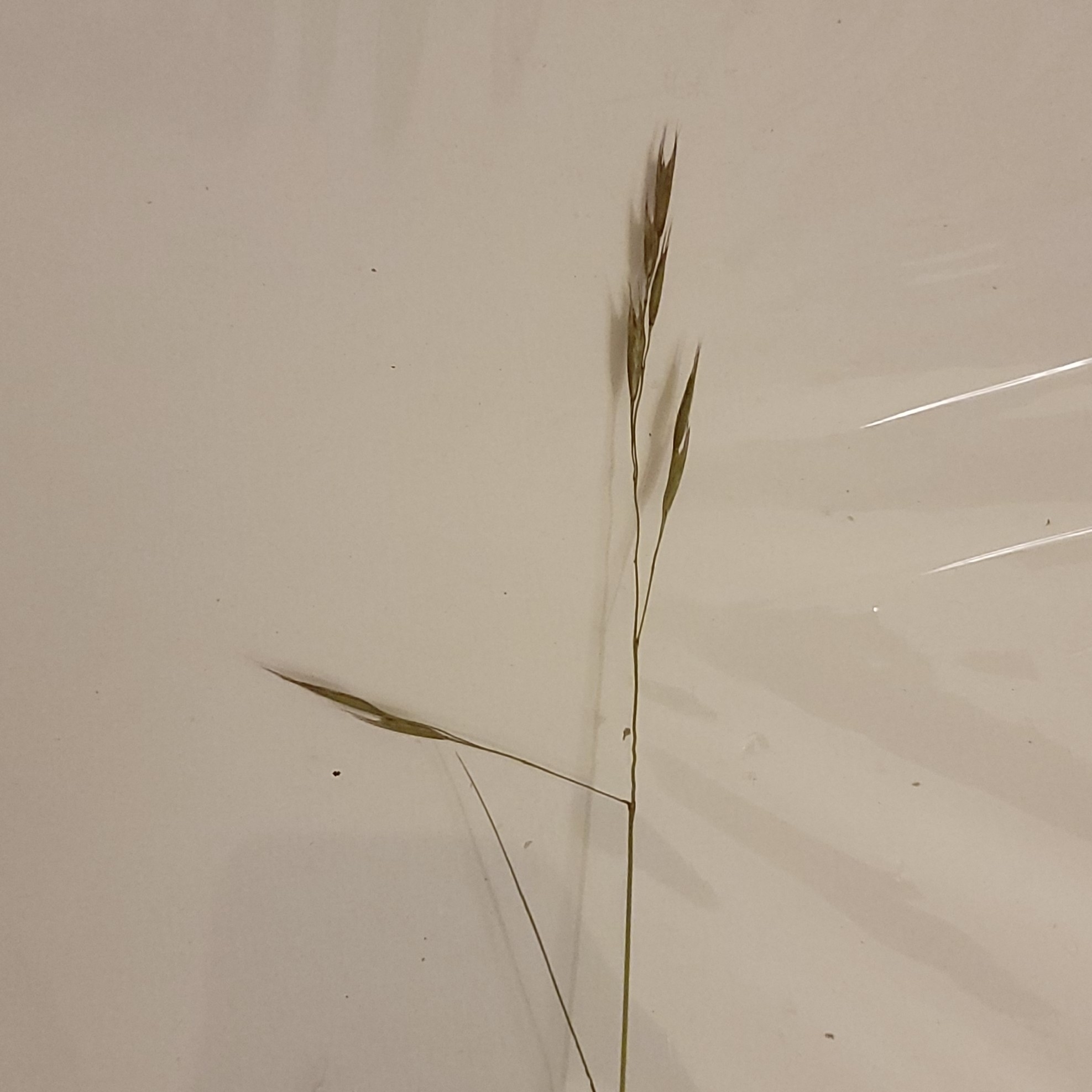 Danthonia compressa Austin