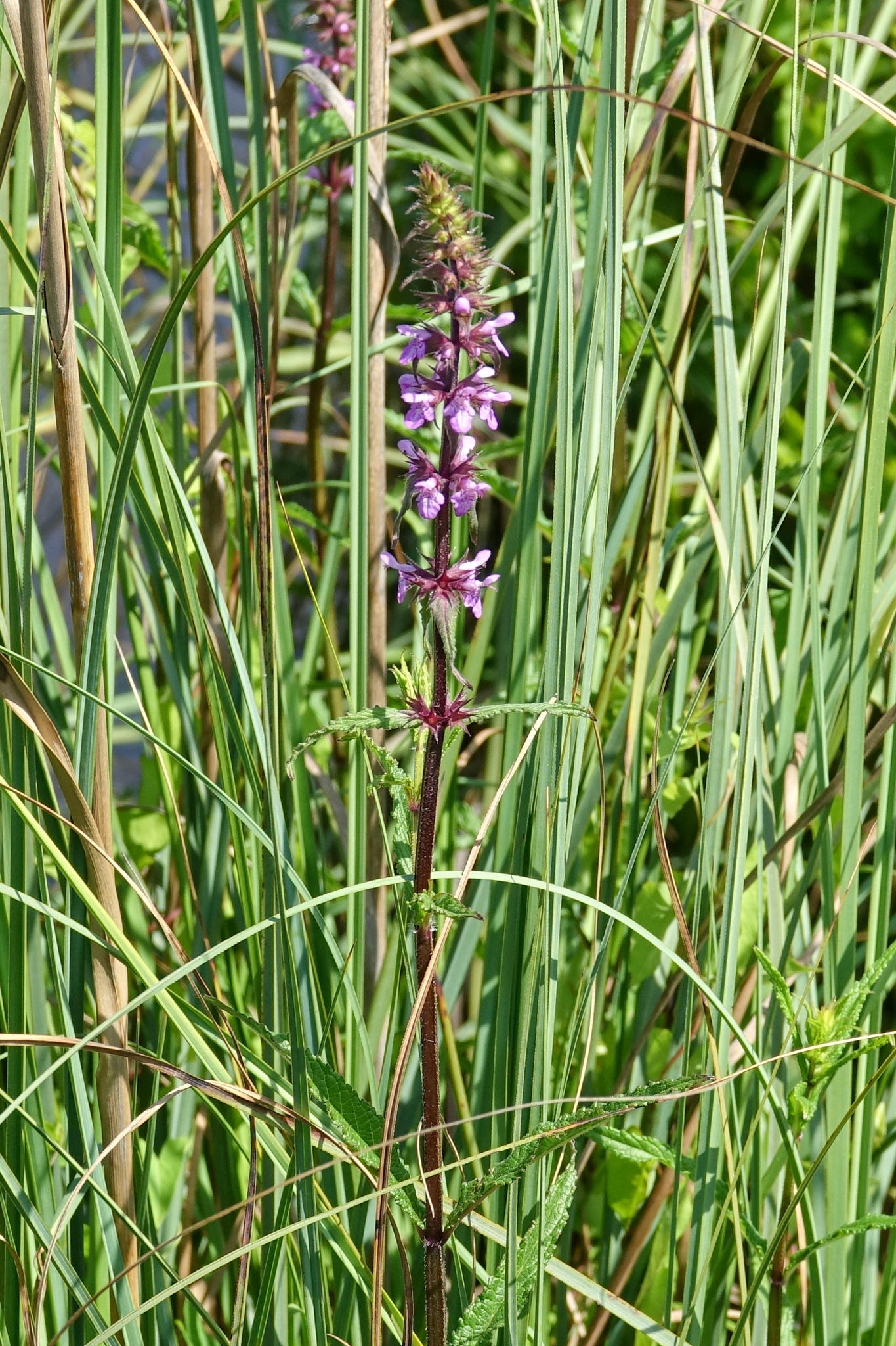 Stachys palustris L.
