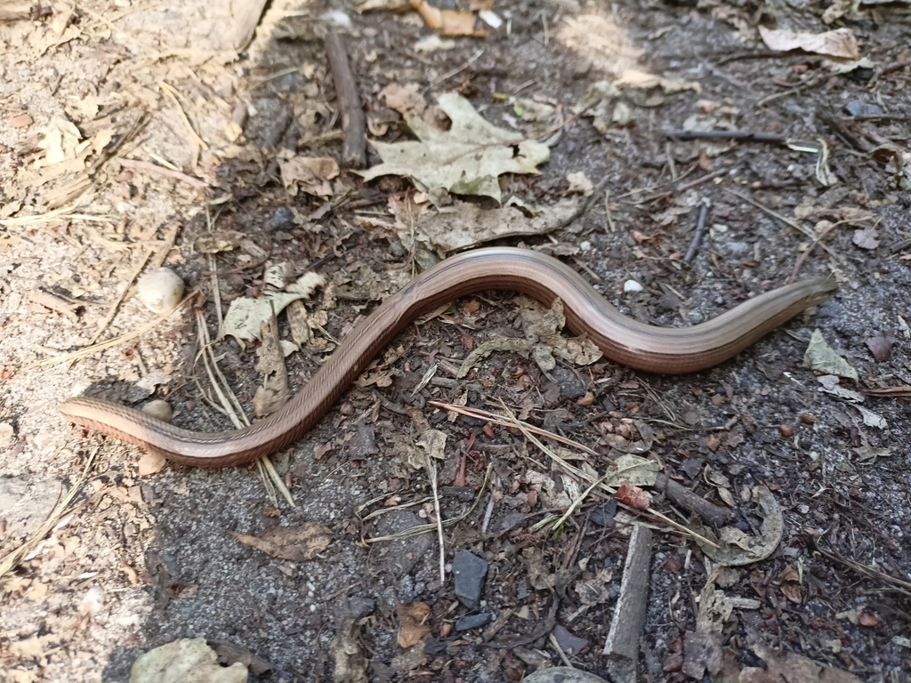 Common Slowworm from Kluczbork, Polska on July 18, 2022 at 05:09 PM by ...