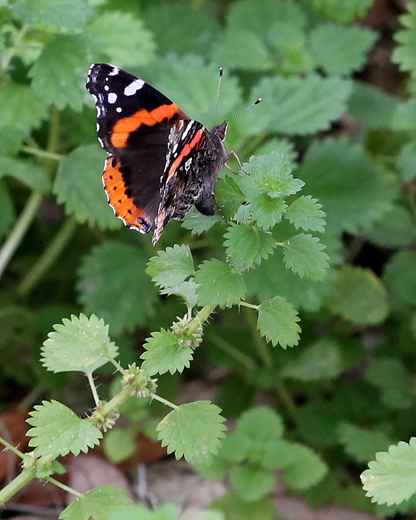 heartleaf nettle (TVA, White's Creek Small Wild Area, Plants) · iNaturalist