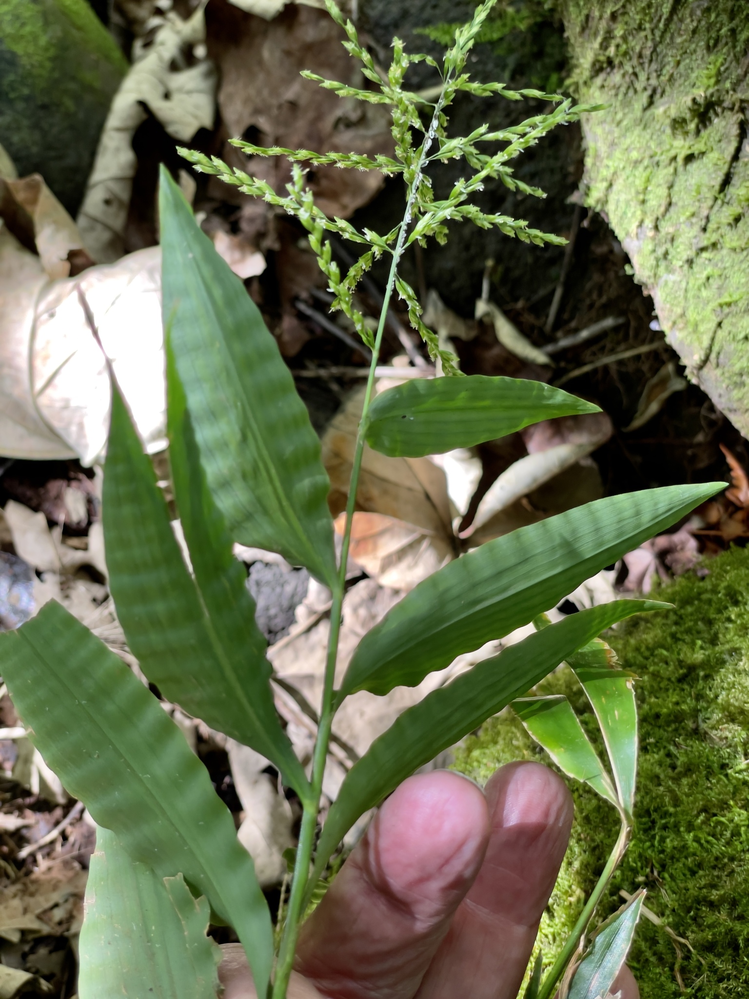 Centotheca lappacea (L.) Desv.