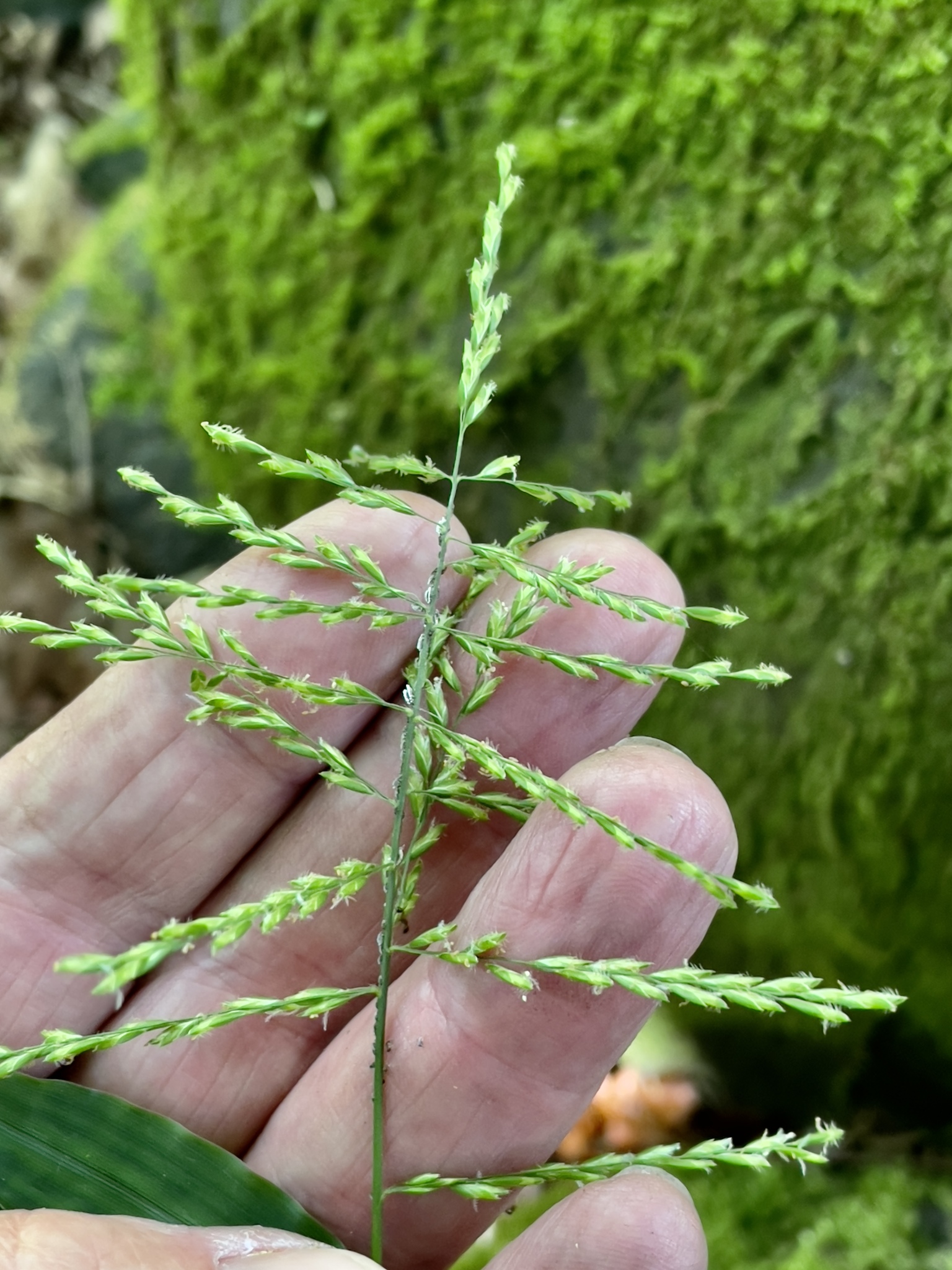Centotheca lappacea (L.) Desv.