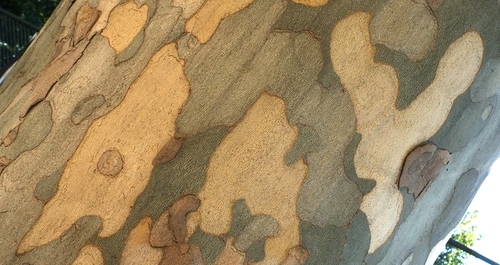 American Sycamore (TVA, White's Creek Small Wild Area, Plants ...