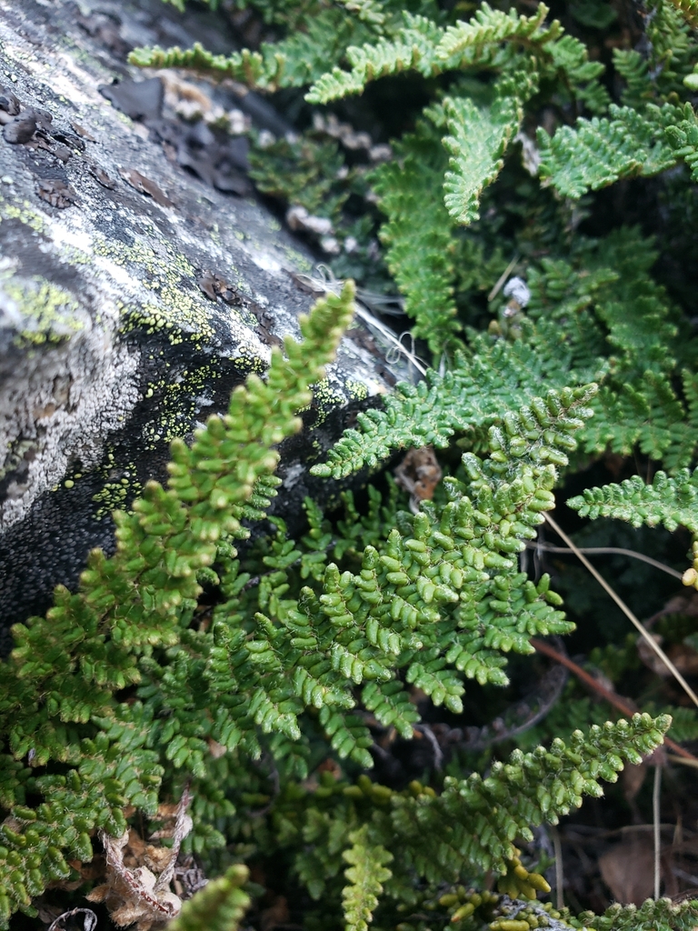 lace lip fern from Nevada City, CA 95959, USA on July 16, 2022 at 07:11 ...