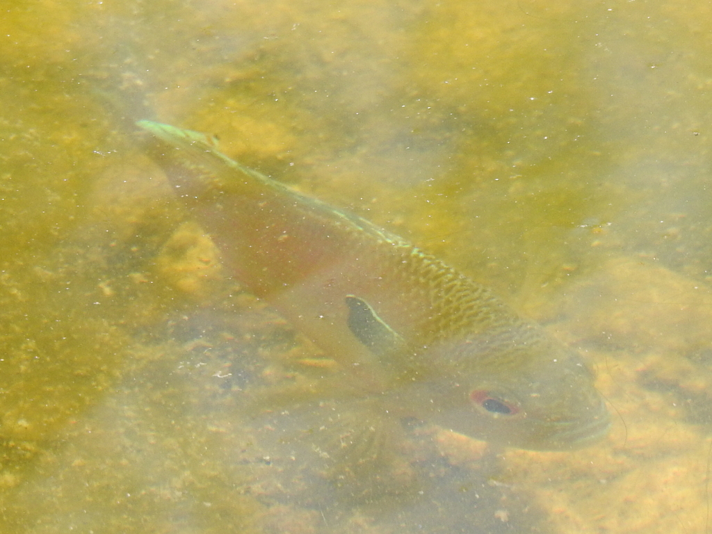 Plains Longear Sunfish from Washington County, TX, USA on July 21, 2022 ...