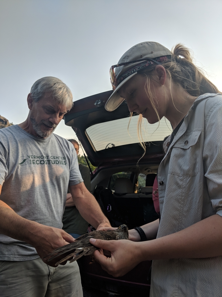 Sharp-shinned Hawk from Stowe, VT 05672, USA on July 19, 2022 at 07:19 ...