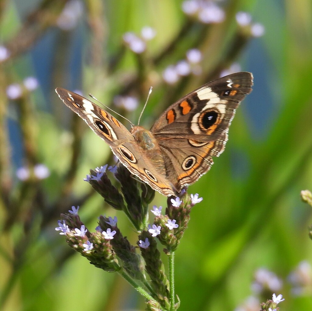 Common Buckeye from Alabama Aquatic Biodiversity Center, Perry County ...