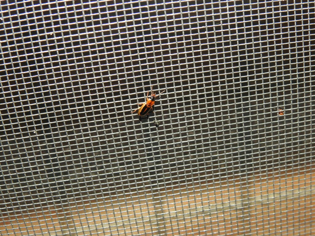 Beetles from Toledo, OH, USA on July 21, 2022 at 10:19 PM by Cade ...