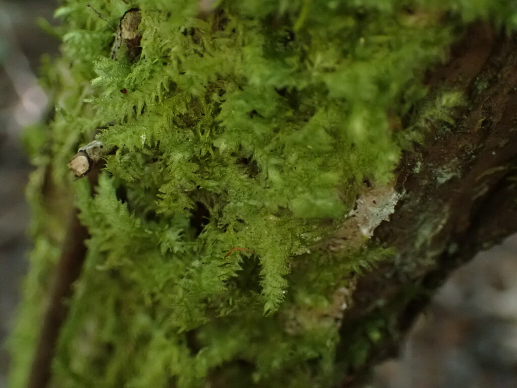 Douglas' Neckera Moss from Uplands Park, Capital, British Columbia ...