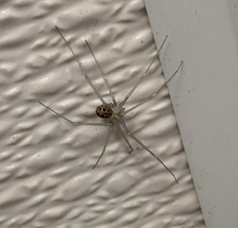 Cellar Spiders from National Training Center/ Fort Irwin, Barstow, CA ...
