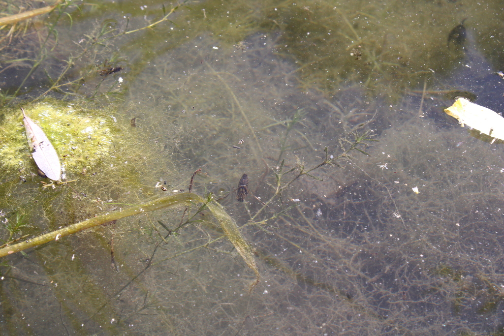 Milky Backswimmers from Kern County, CA, USA on July 21, 2022 at 09:52 ...