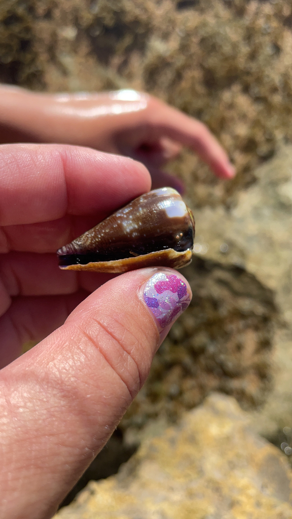 Rat Cone from Kauai County on July 21, 2022 at 04:54 PM by Maggie ...