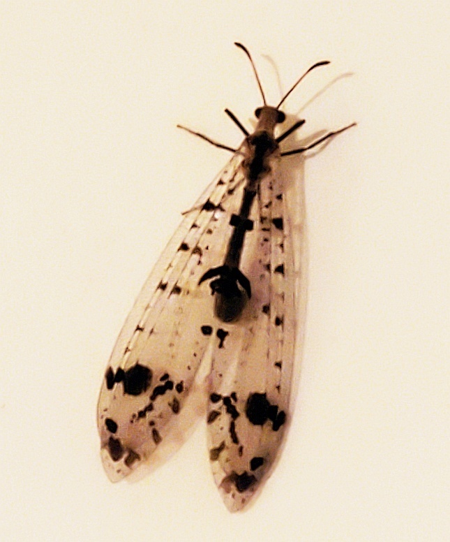 Eastern Spotted-winged Antlion from Kanawha County, WV, USA on July 21 ...