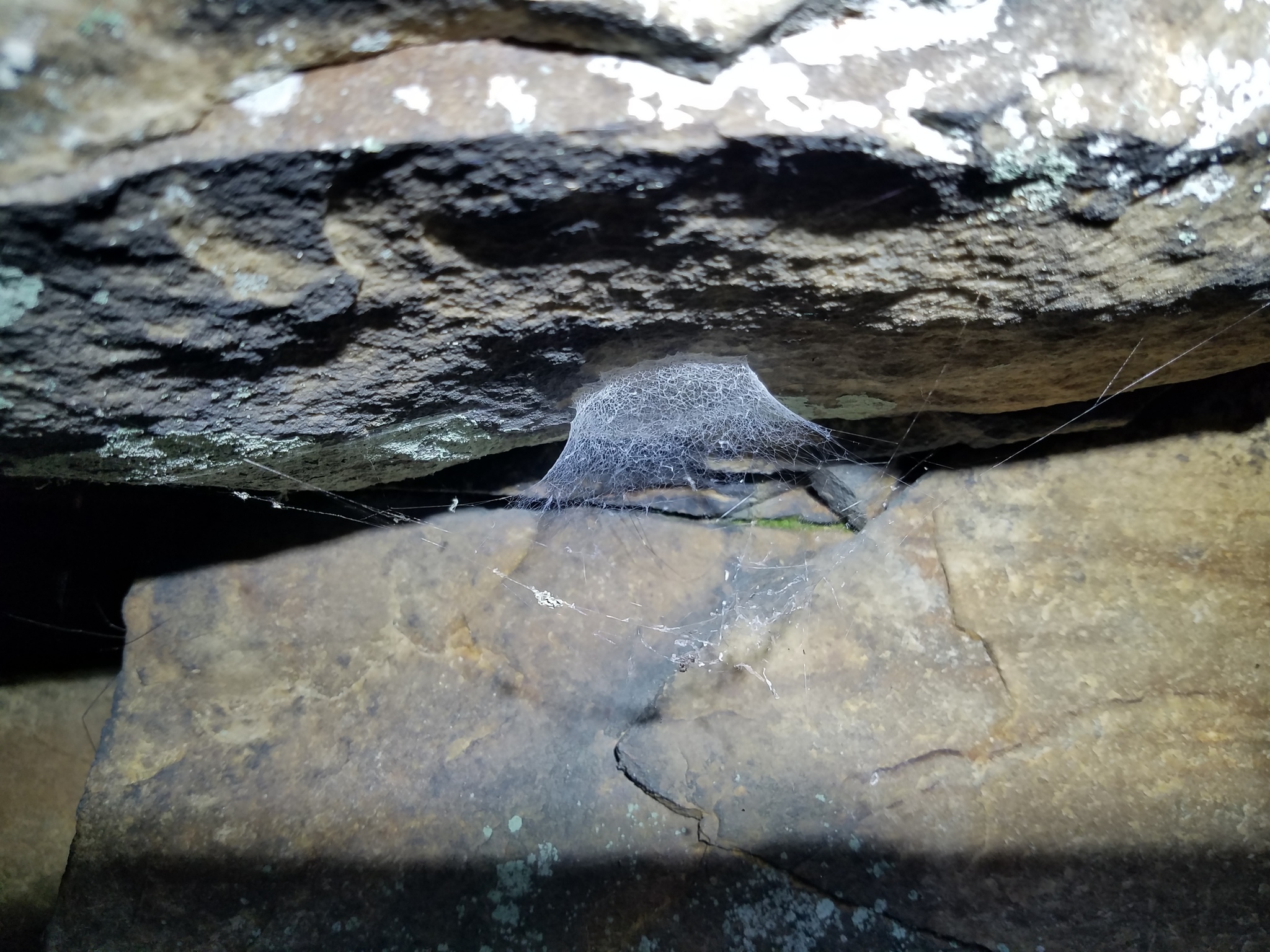 Hypochilidae