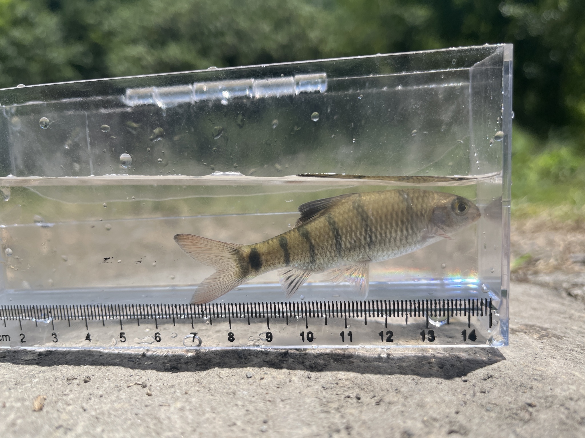 Acrossocheilus Oshima, 1919