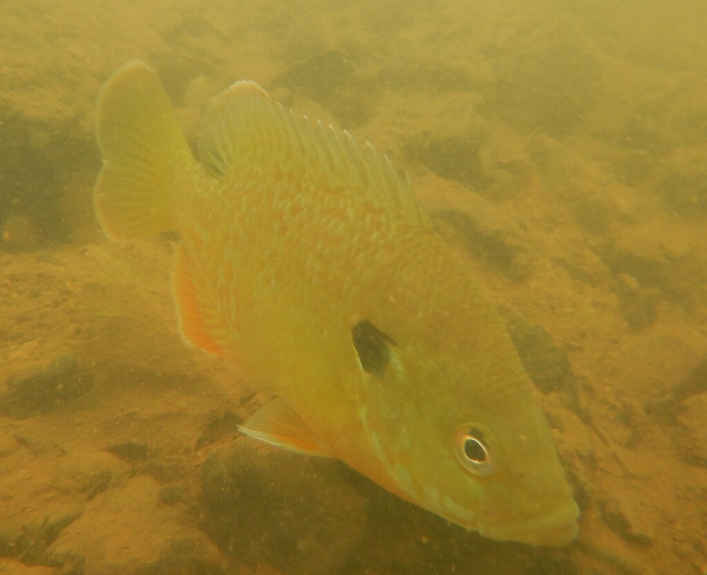 Common Sunfishes from Flint River, US Hwy 72, Madison County, AL, USA ...
